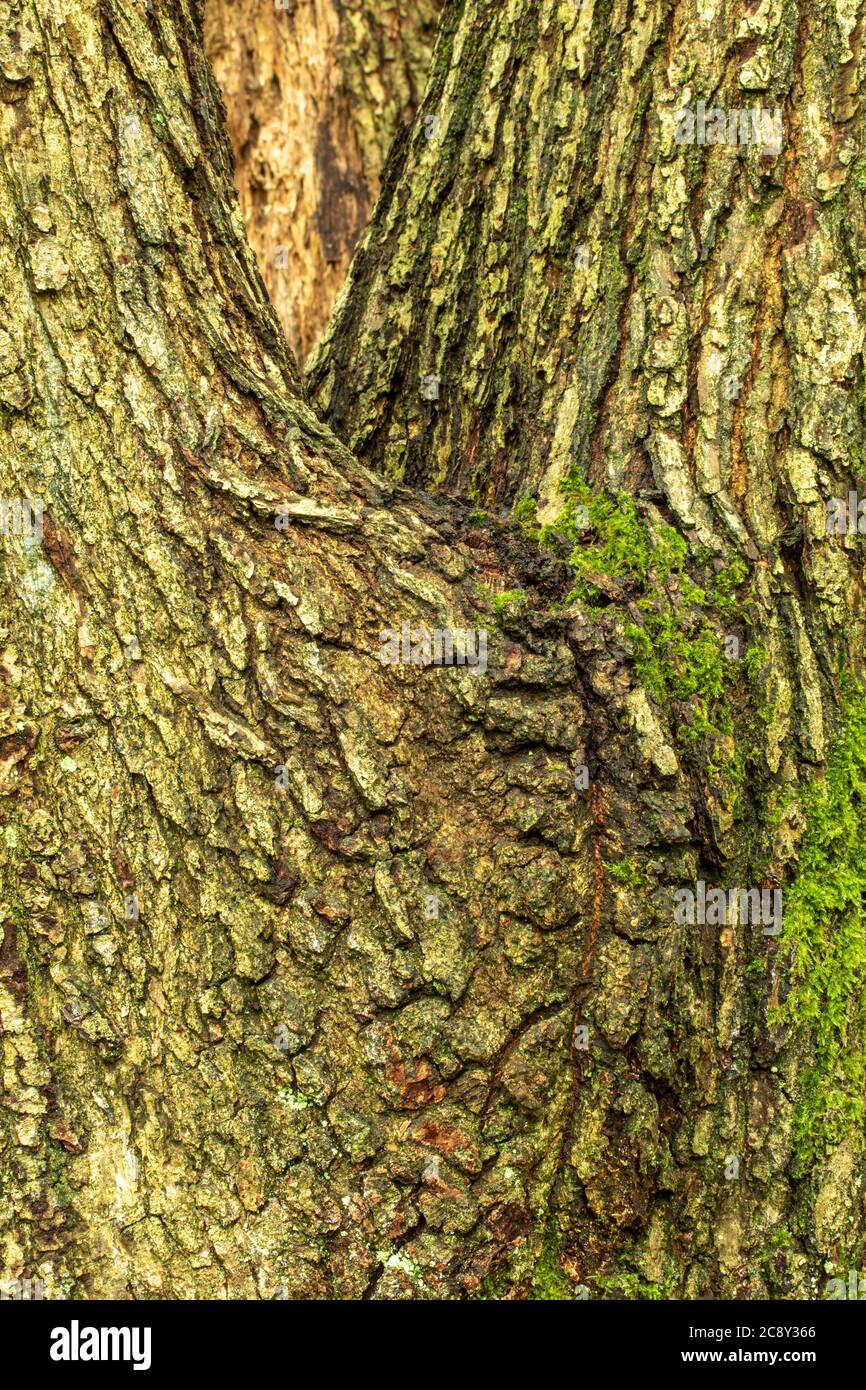 Close-up patterns and textures in tree bark, patterns in nature Stock ...