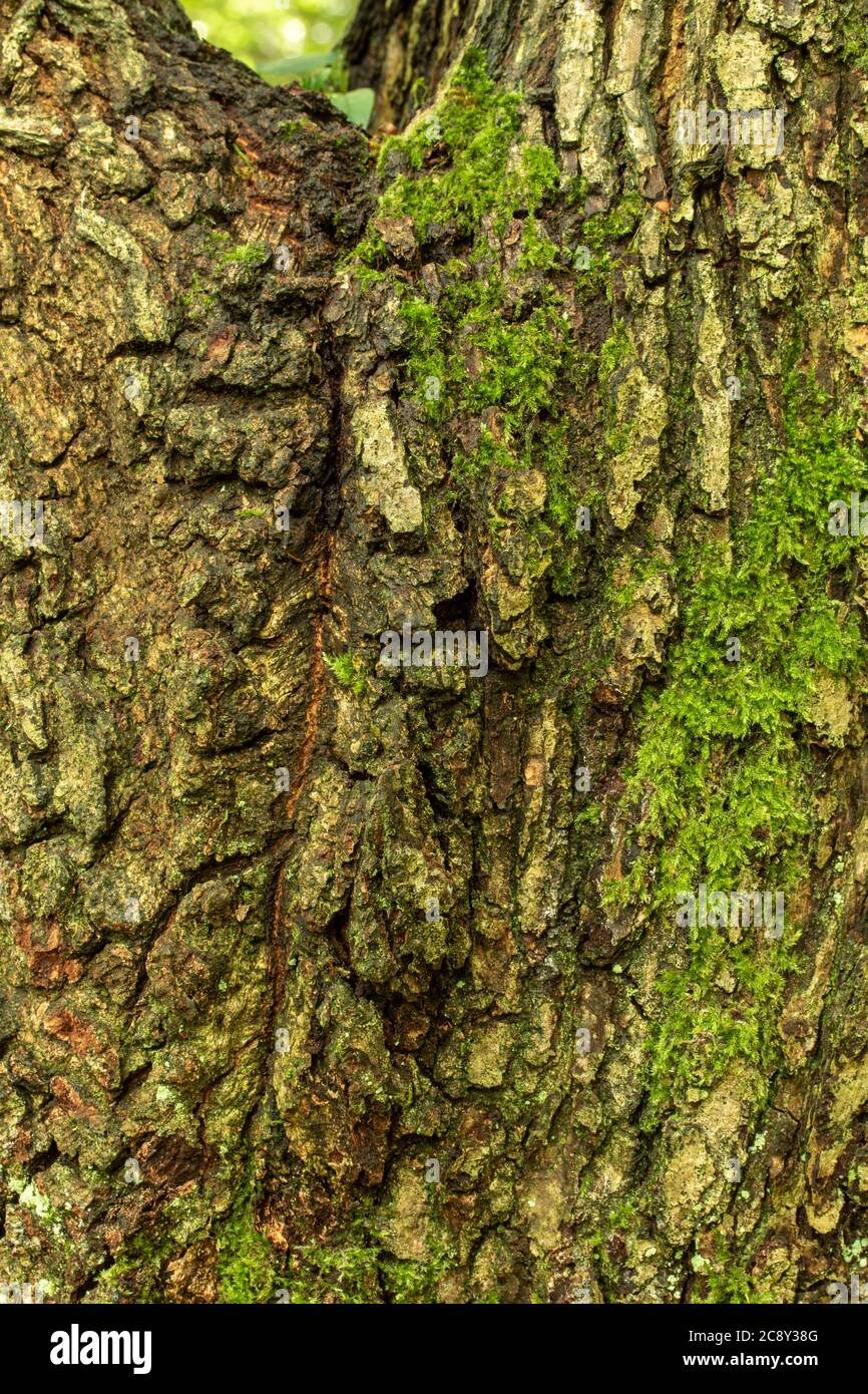 Close-up patterns and textures in tree bark, patterns in nature Stock ...