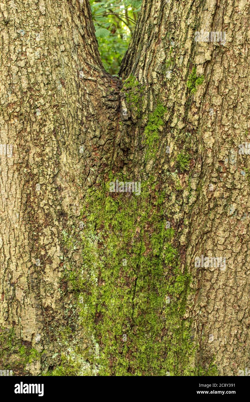 Close-up patterns and textures in tree bark, patterns in nature Stock ...