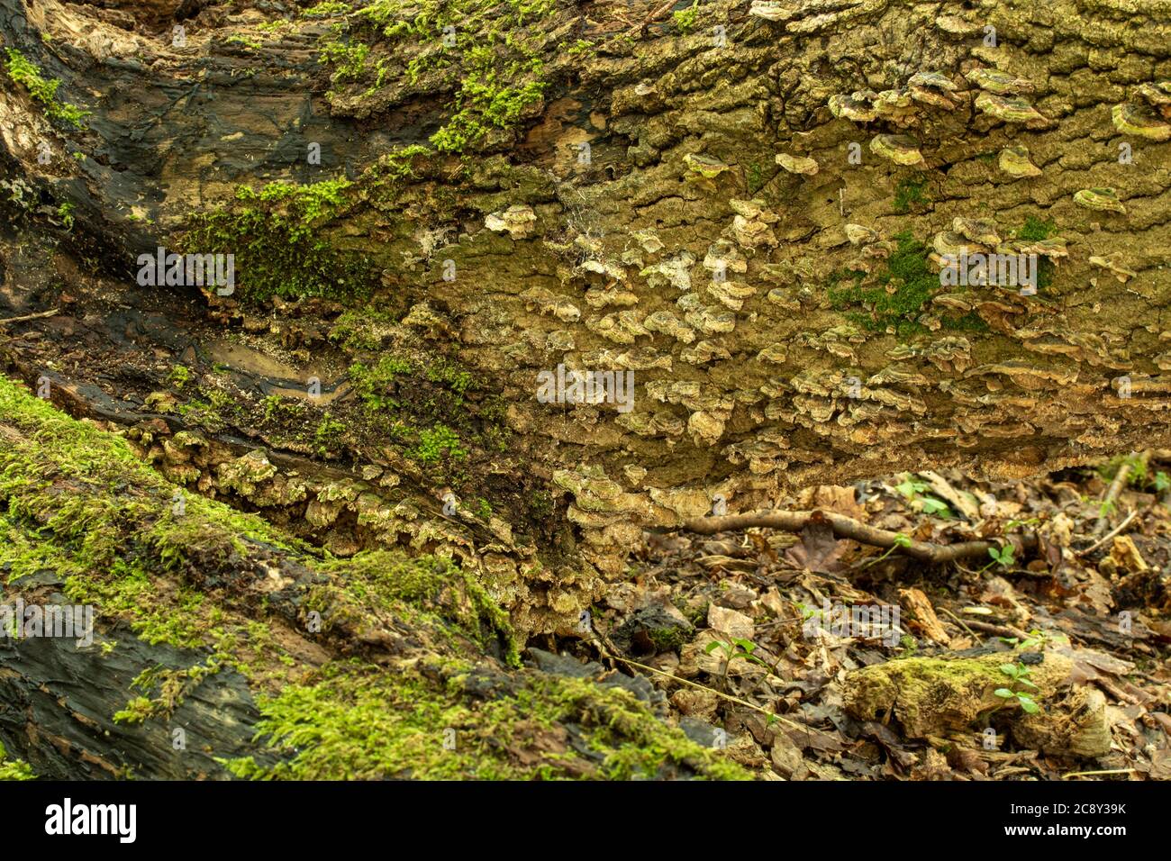 Close-up patterns and textures in tree bark, patterns in nature Stock ...