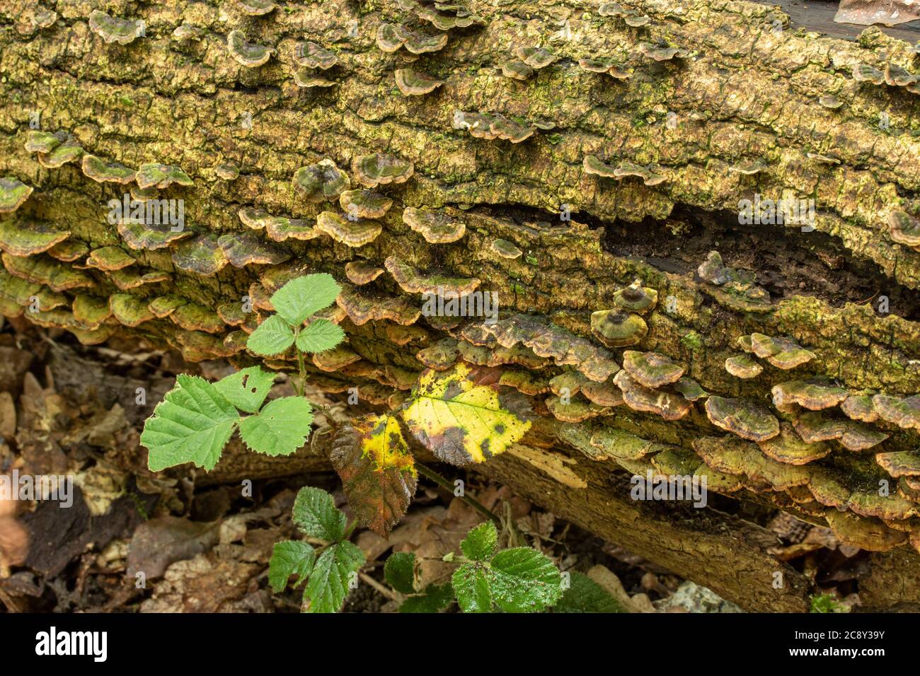 Close-up patterns and textures in tree bark, patterns in nature Stock ...