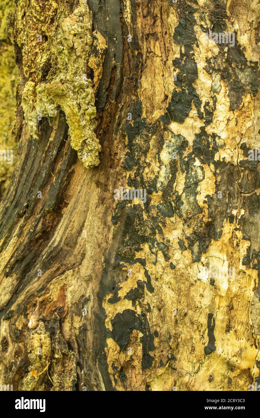 Close-up patterns and textures in tree bark, patterns in nature Stock ...