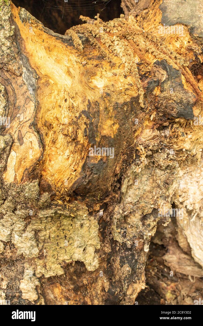 Close-up patterns and textures in tree bark, patterns in nature Stock ...