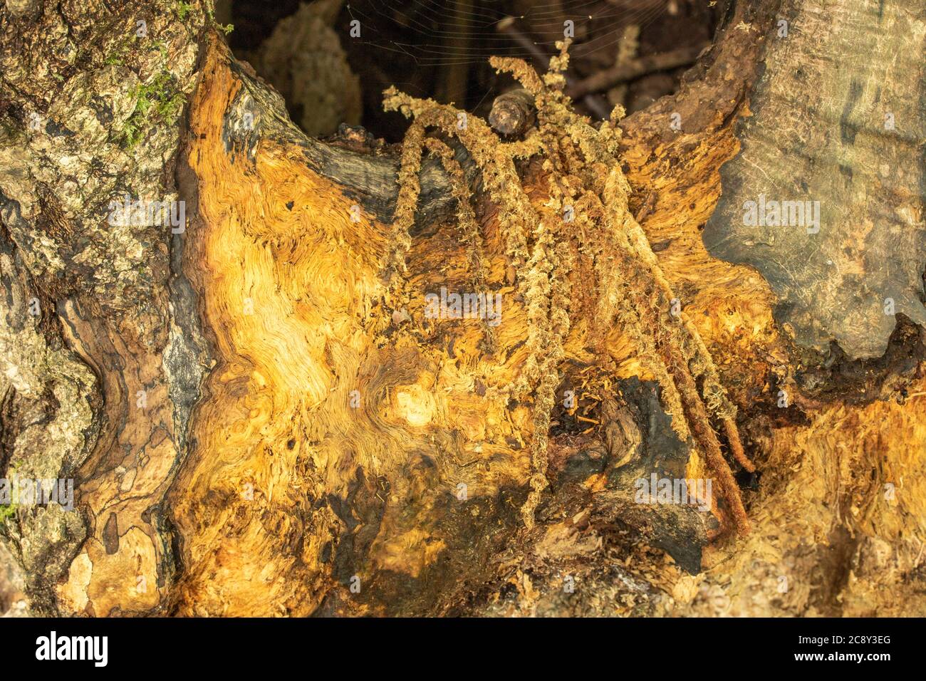 Close-up patterns and textures in tree bark, patterns in nature Stock ...