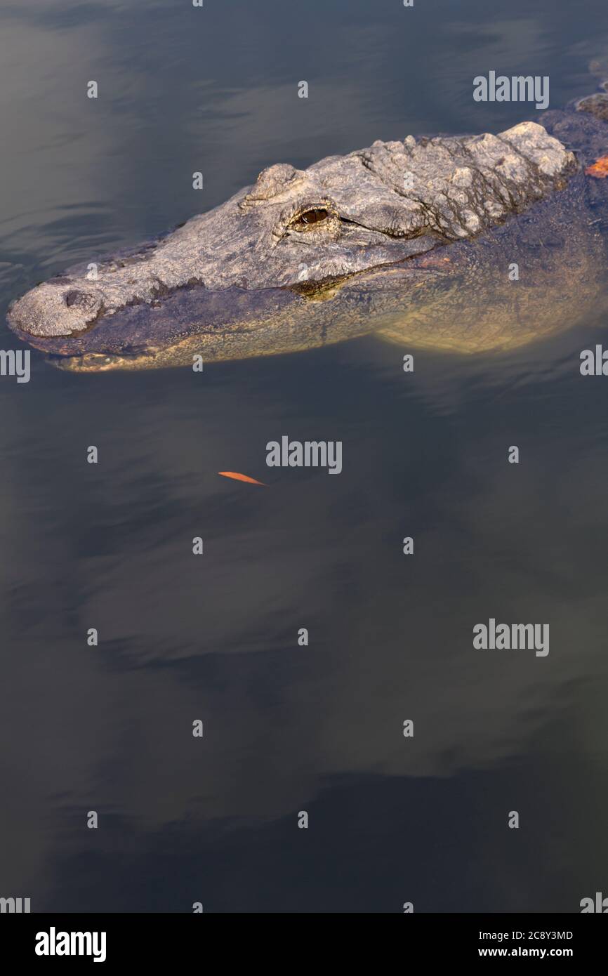 American alligator at top of vertical frame with copy space below in ...