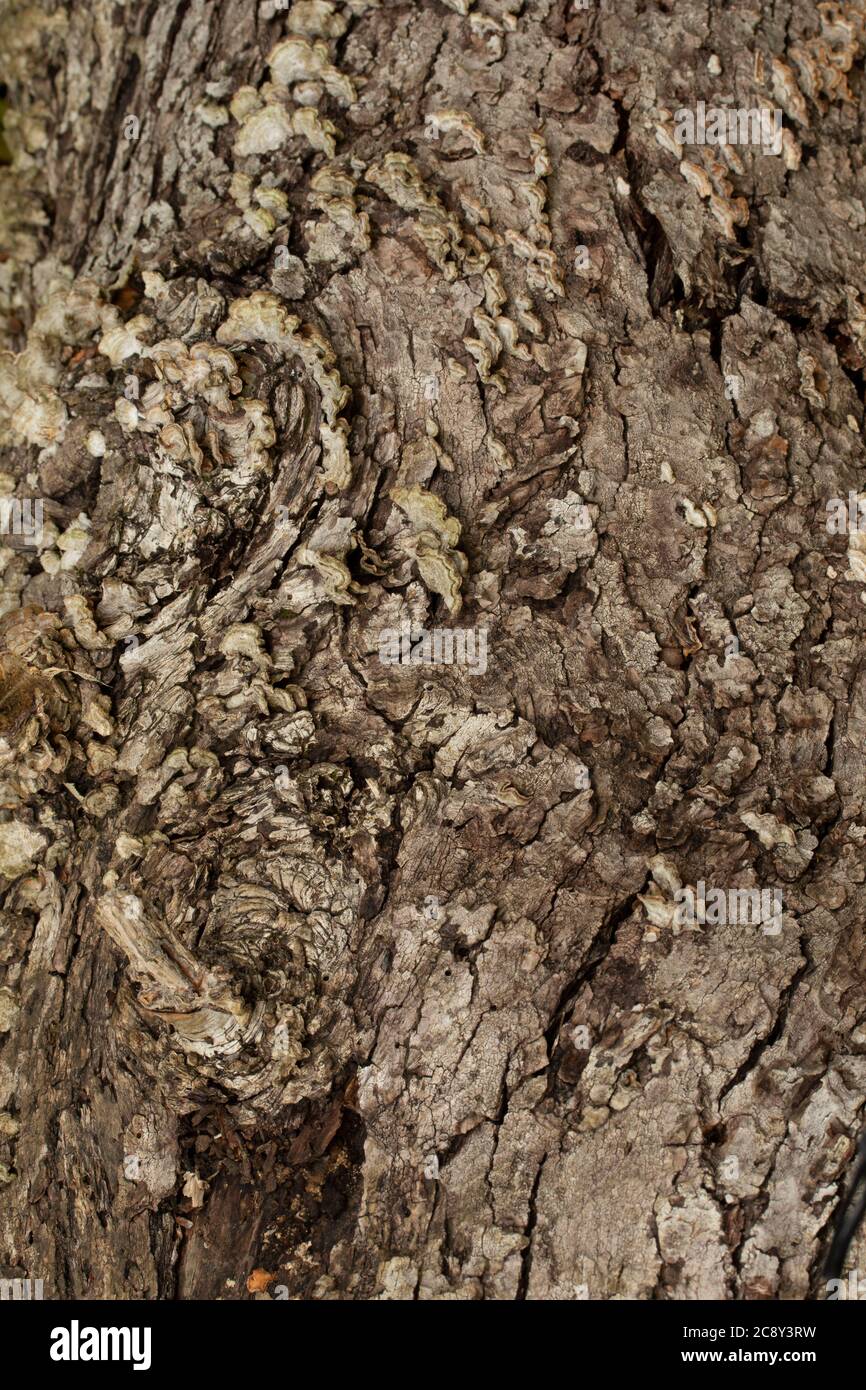 Close-up patterns and textures in tree bark, patterns in nature Stock ...