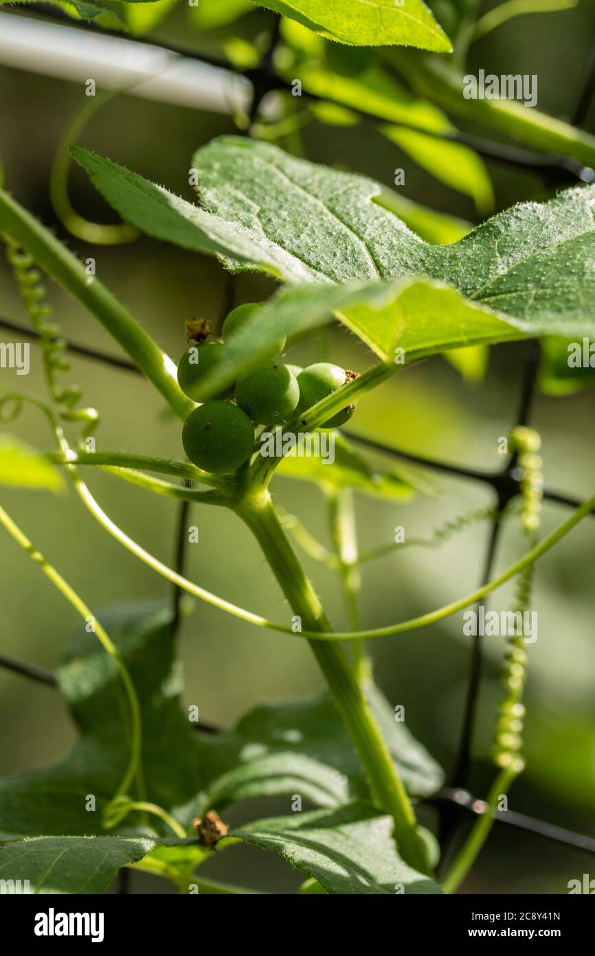 Tenacity and determination, plant tendrils clinging to wire fence Stock ...