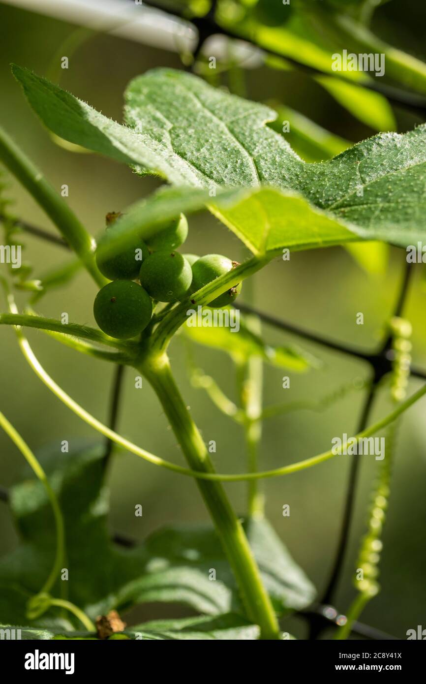 Tenacity and determination, plant tendrils clinging to wire fence Stock ...
