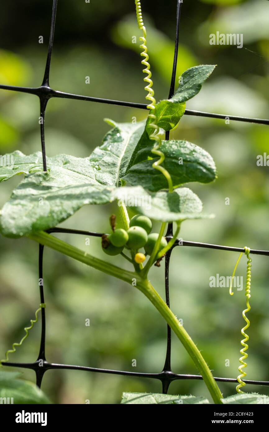 Examples Of Tenacity