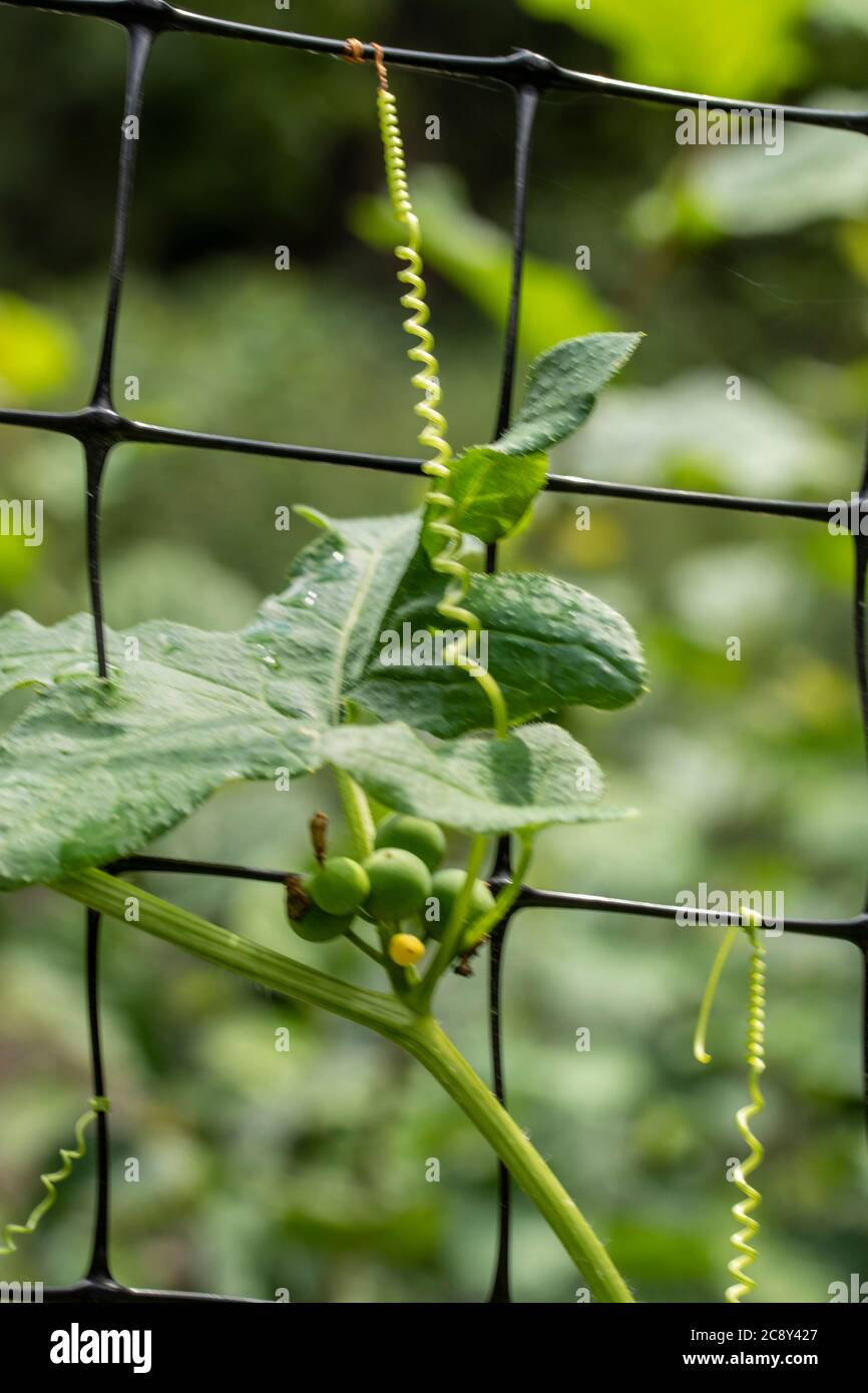 Tenacity and determination, plant tendrils clinging to wire fence Stock ...