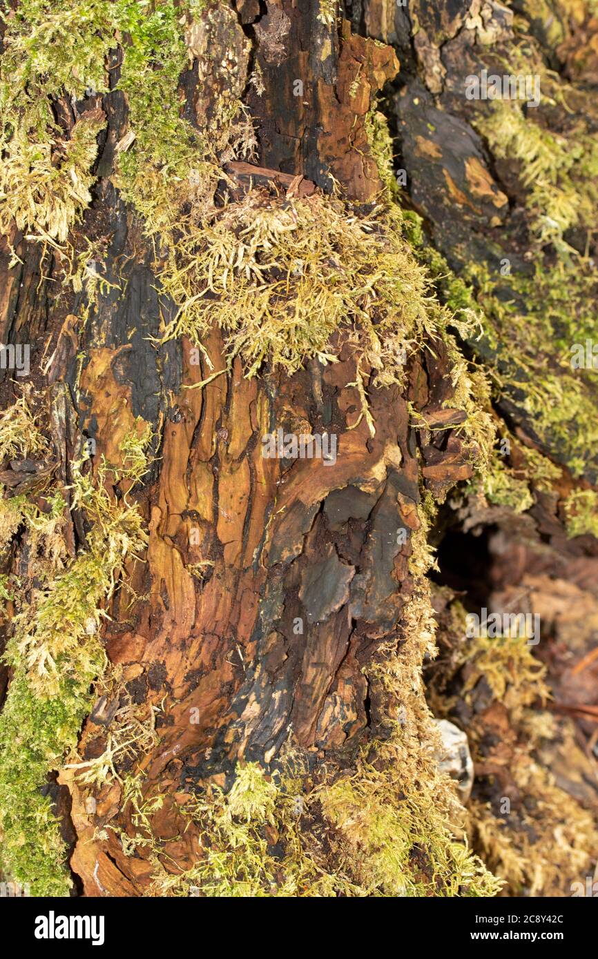 Close-up patterns and textures in tree bark, patterns in nature Stock ...