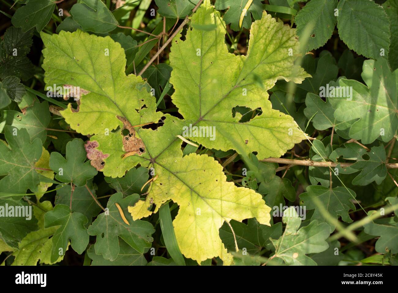 Fallen leaf amongst leaf litter partly eaten and decaying on a woodland ...