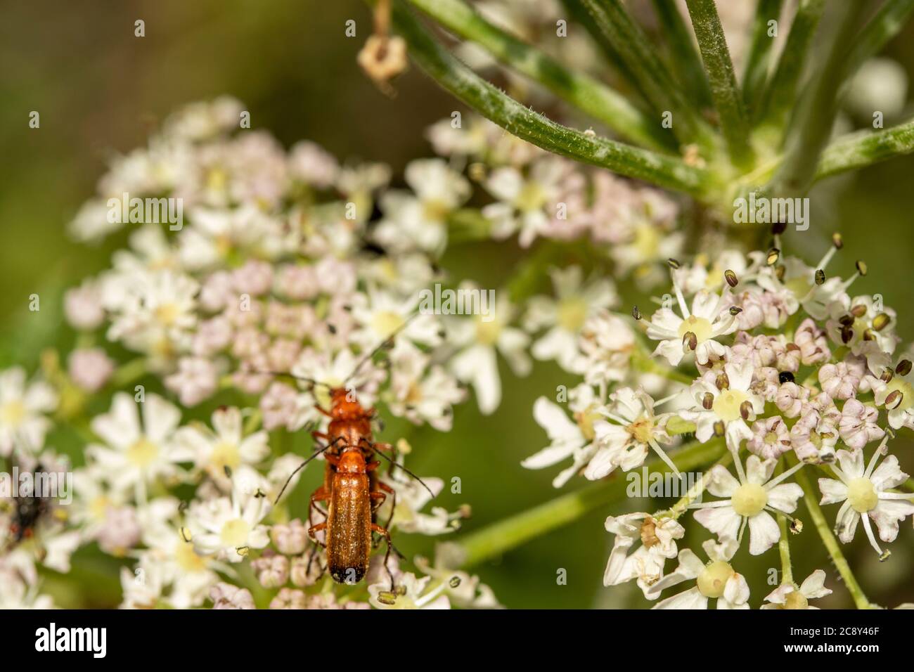 Root feeding beetle hi-res stock photography and images - Alamy