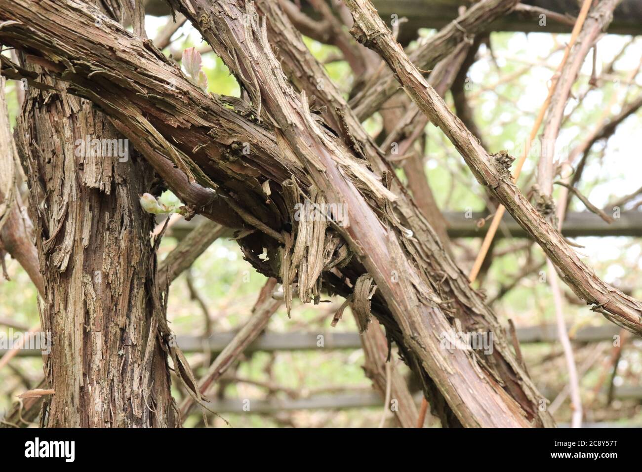 Grape vine bark close up hi-res stock photography and images - Alamy
