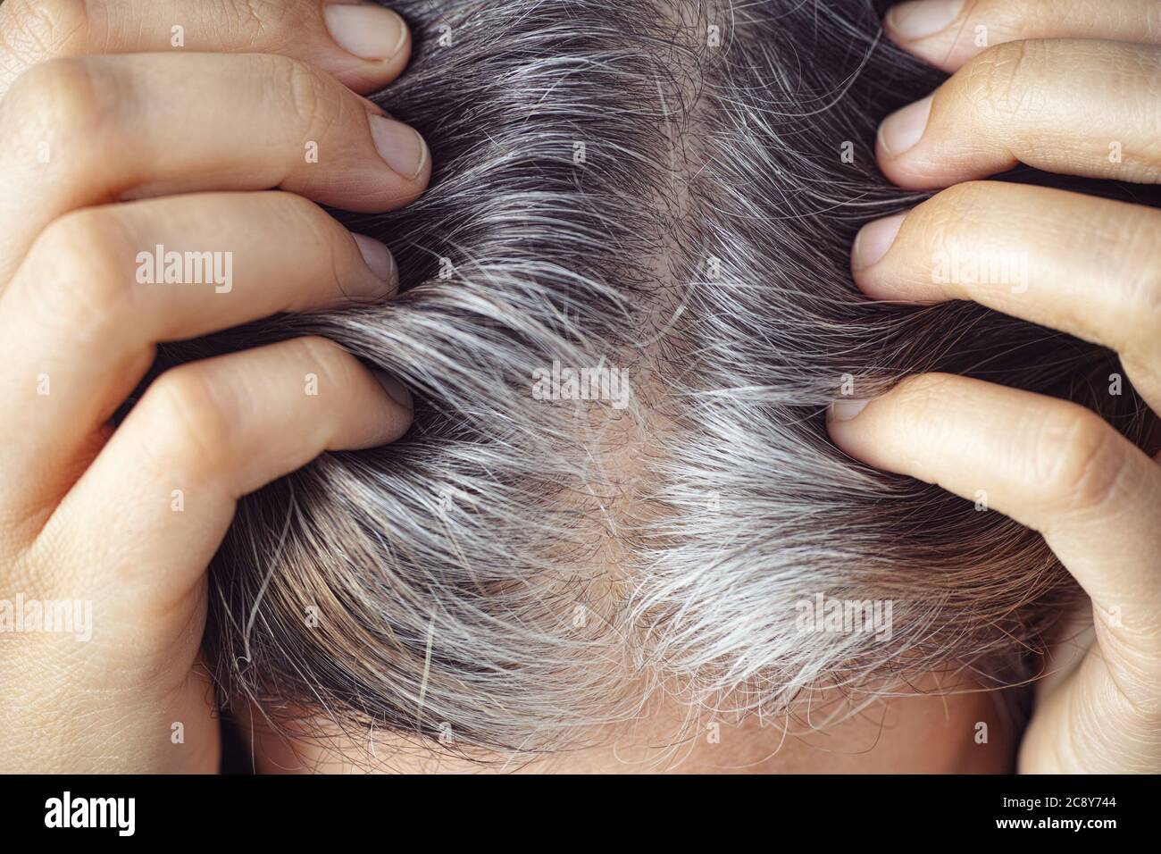 A woman showing her gray hair roots. Going gray concept. Close up Stock ...