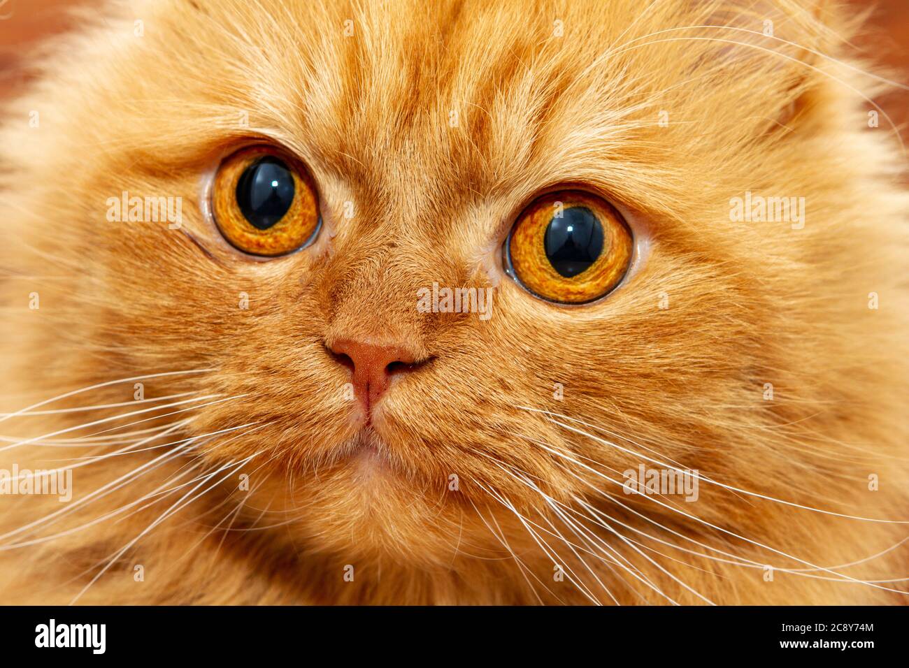 Gorgeous orange Persian cat with deep gaze Stock Photo - Alamy