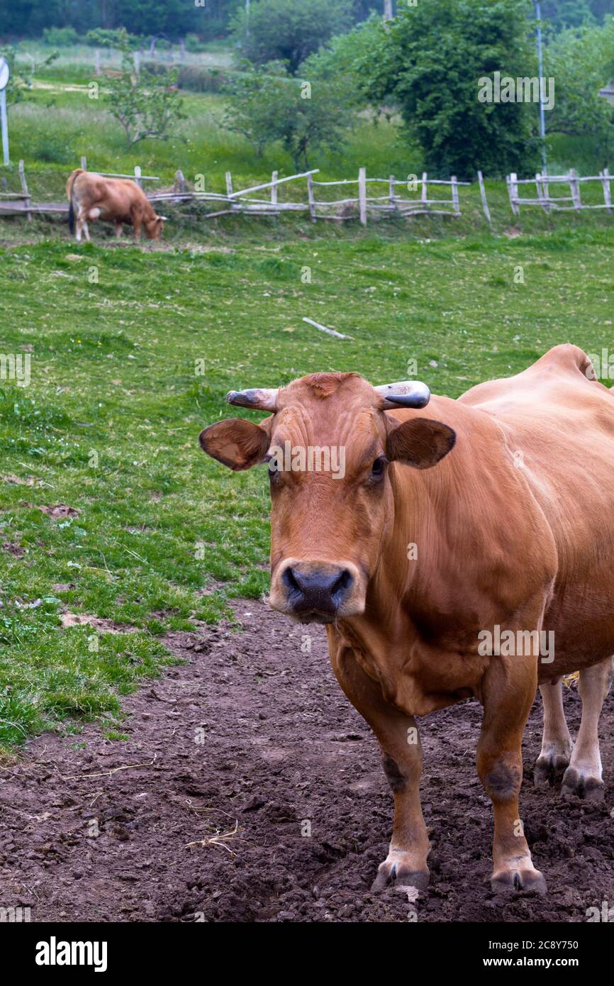 Animal bovino hi-res stock photography and images - Alamy