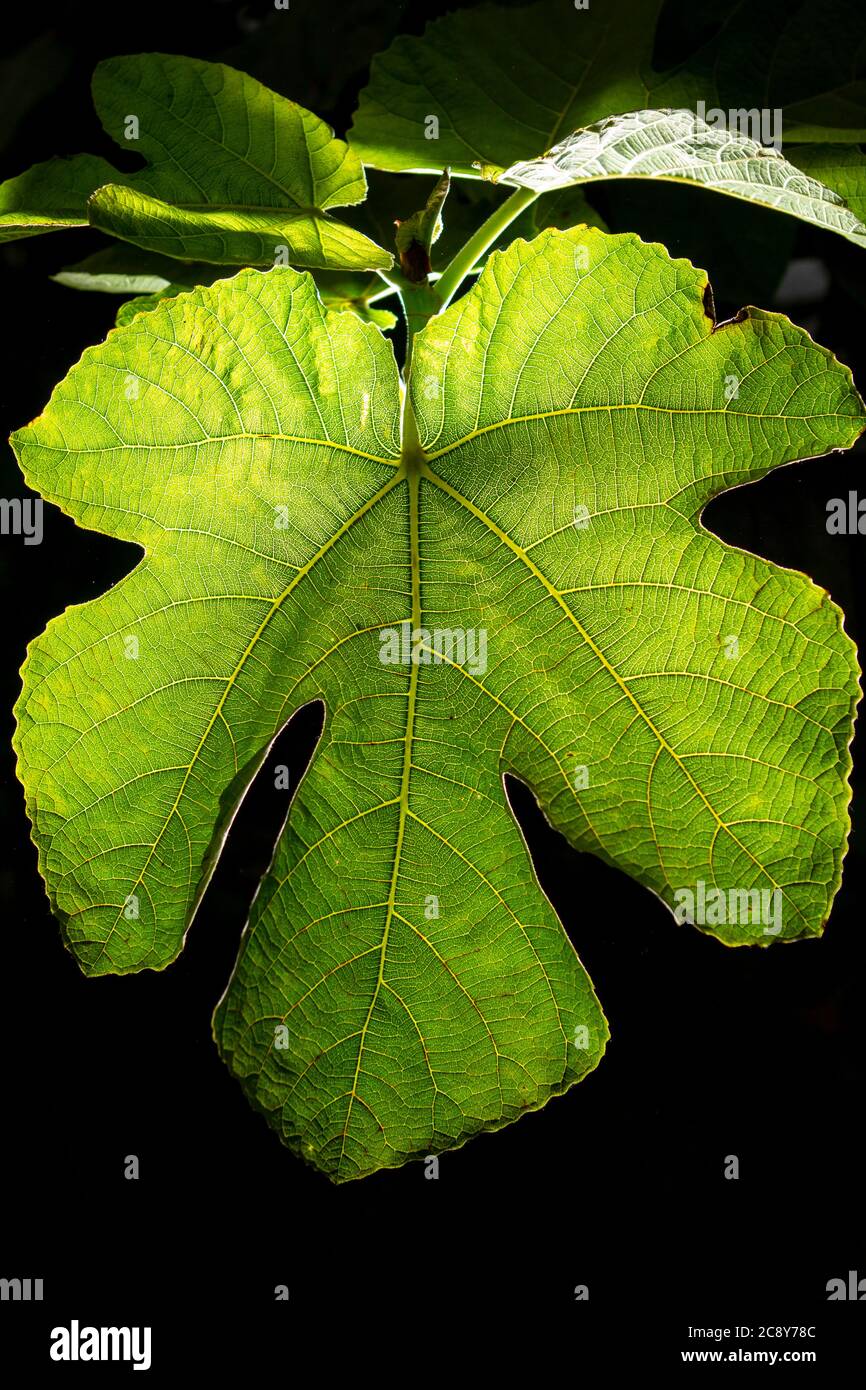 Back lighting tree hi-res stock photography and images - Alamy