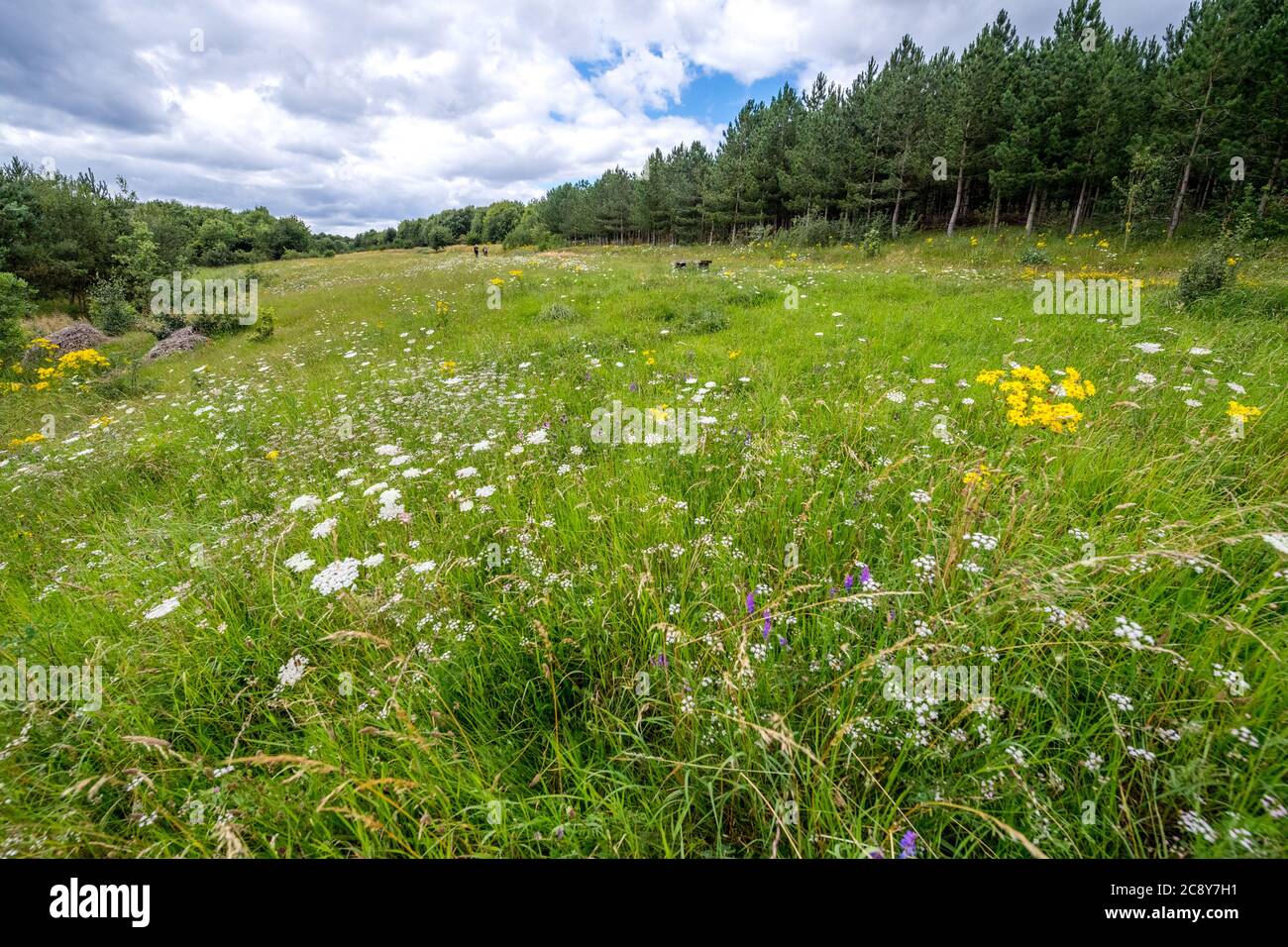 Wild flower meadow at a nature reserve in Nottinghamshire, England, UK ...