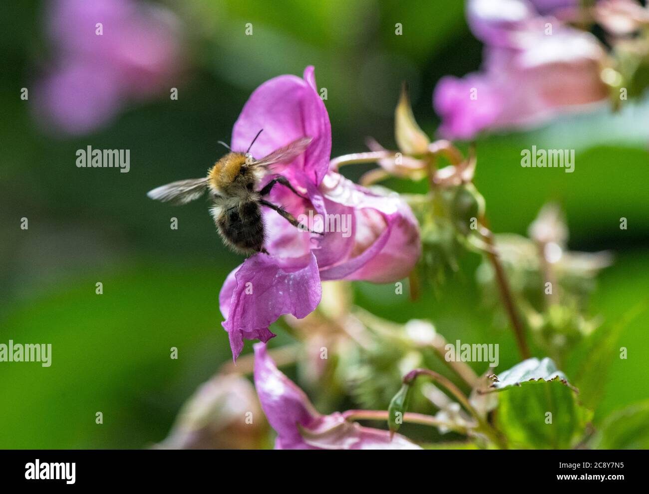 Close-up of the Himalayan balsam a non-native invasive plants to the ...