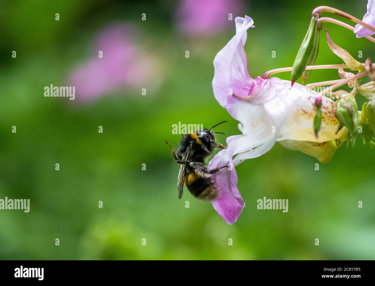 Close-up of the Himalayan balsam a non-native invasive plants to the ...