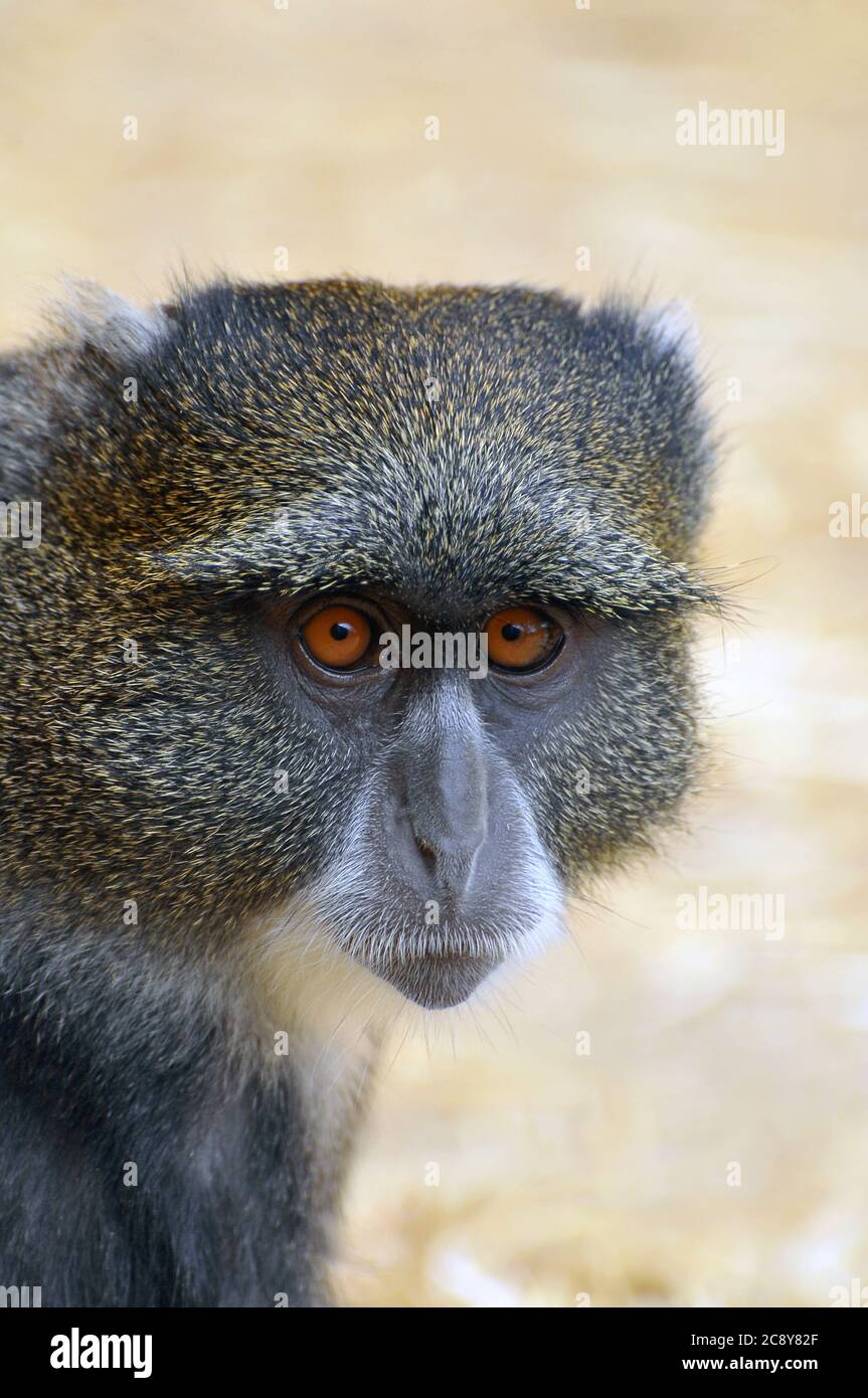 blue monkey or diademed monkey, Diademmeerkatze, Cercopithecus mitis ...