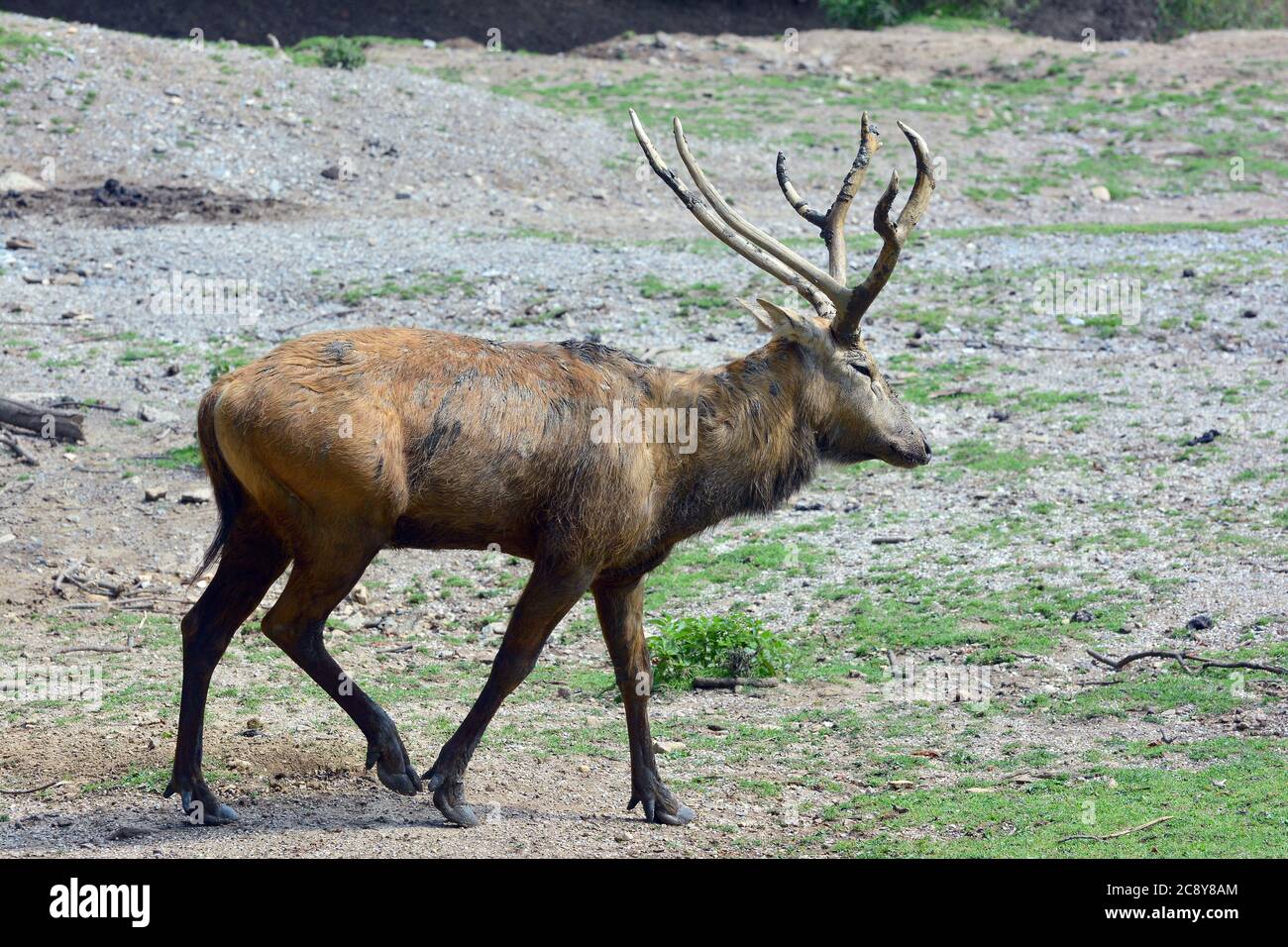 David hirsch hi-res stock photography and images - Alamy