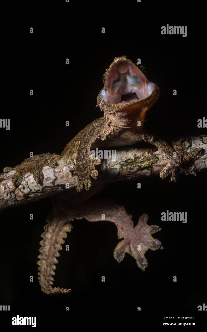 Gekko gecko asia wildlife hi-res stock photography and images - Alamy