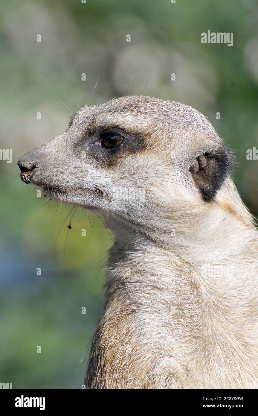 Meerkat, suricate, Erdmännchen, Surikate, Suricate, Suricata suricatta ...