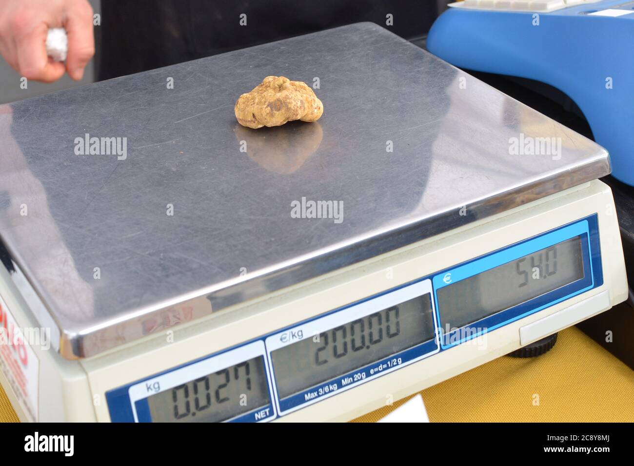Isolated white truffle weighed on the scales Stock Photo - Alamy