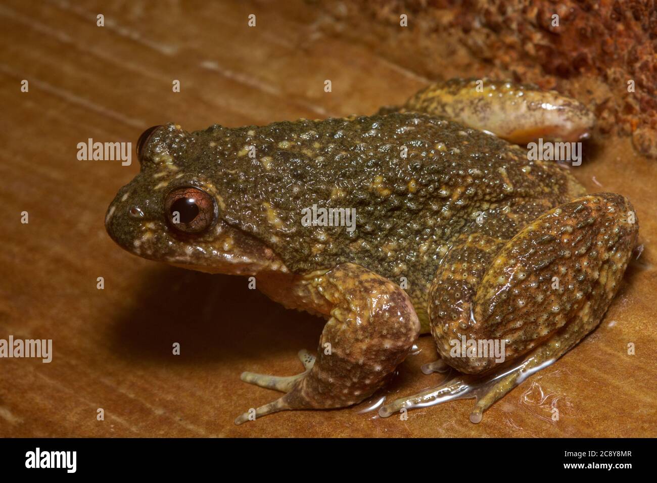Spiny paa frog hi-res stock photography and images - Alamy