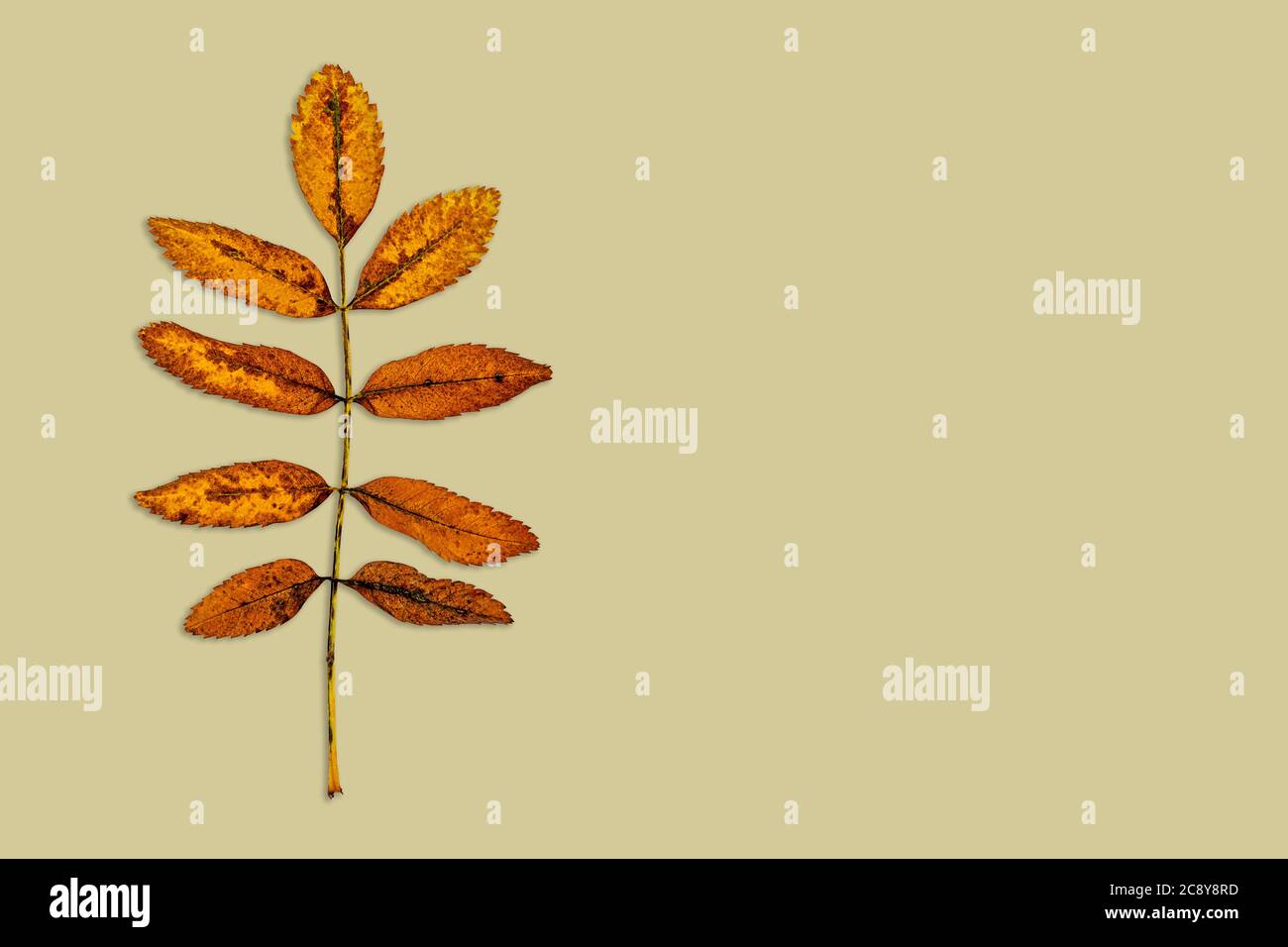 Earthy colored background hi-res stock photography and images - Alamy