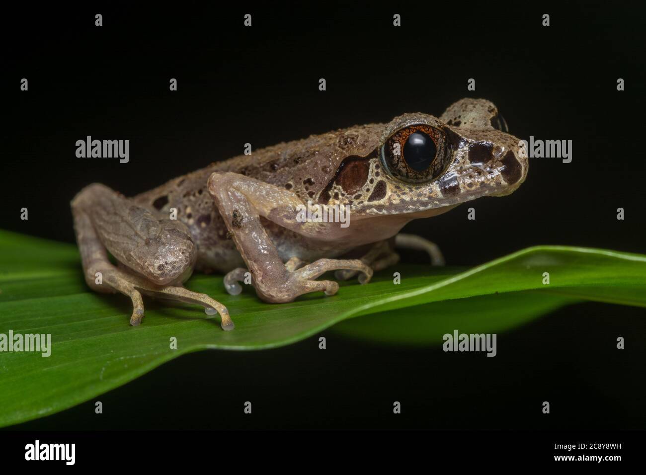 Painted Slender Litter Frog (Leptolalax pictus) from rainforest habitat ...