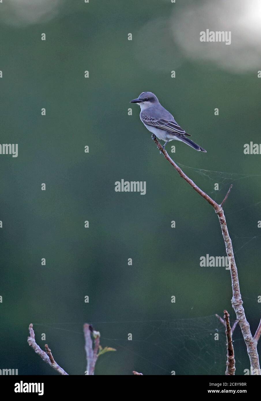 Grey kingbird dominican republic hi-res stock photography and images ...