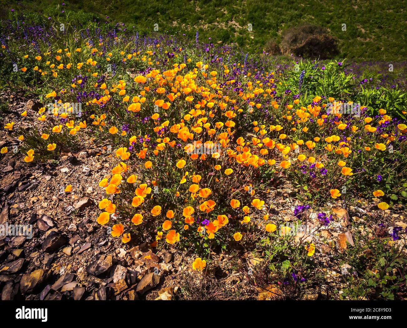 Golden poppies on a hill in Malibu Creek State Park in the Santa Monica ...