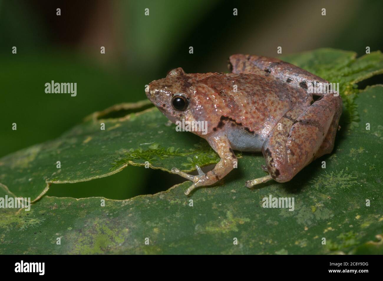 Borneo narrow mouthed frog hi-res stock photography and images - Alamy