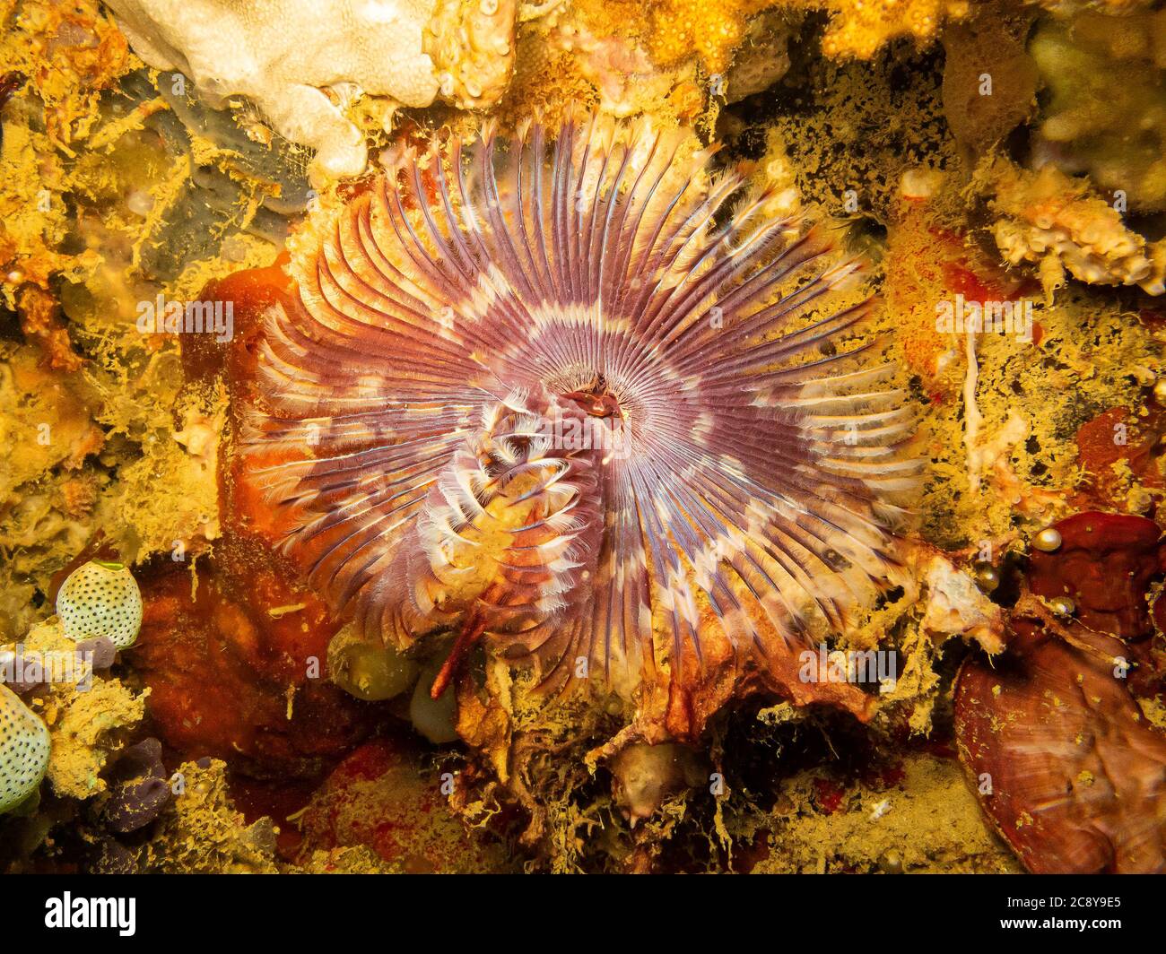 Feather star, Crinoid at a tropical coral reef near Puerto Galera in ...