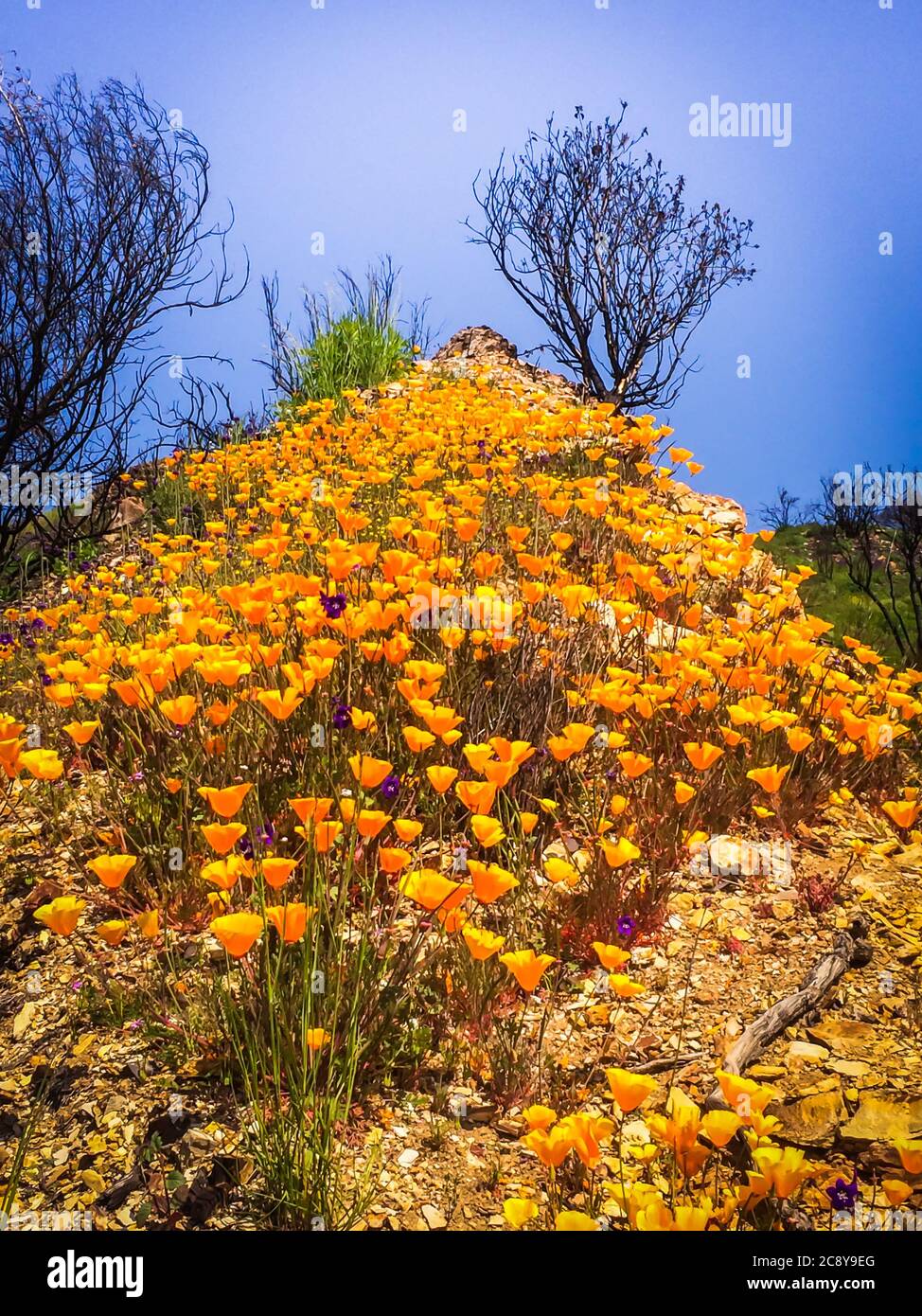 Golden poppies on a hill in Malibu Creek State Park in the Santa Monica ...