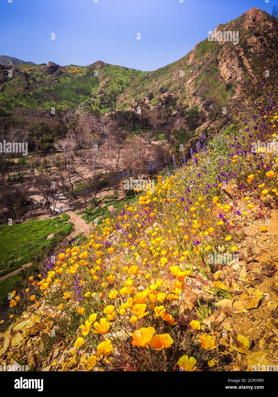 Golden poppies on a hill in Malibu Creek State Park in the Santa Monica ...