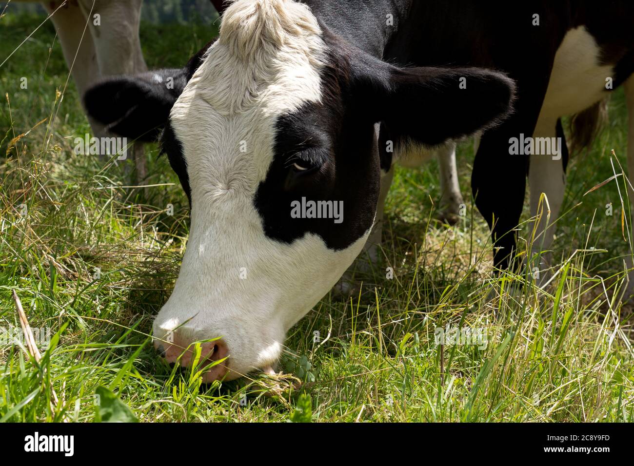Close up cattle cow eating hi-res stock photography and images - Alamy