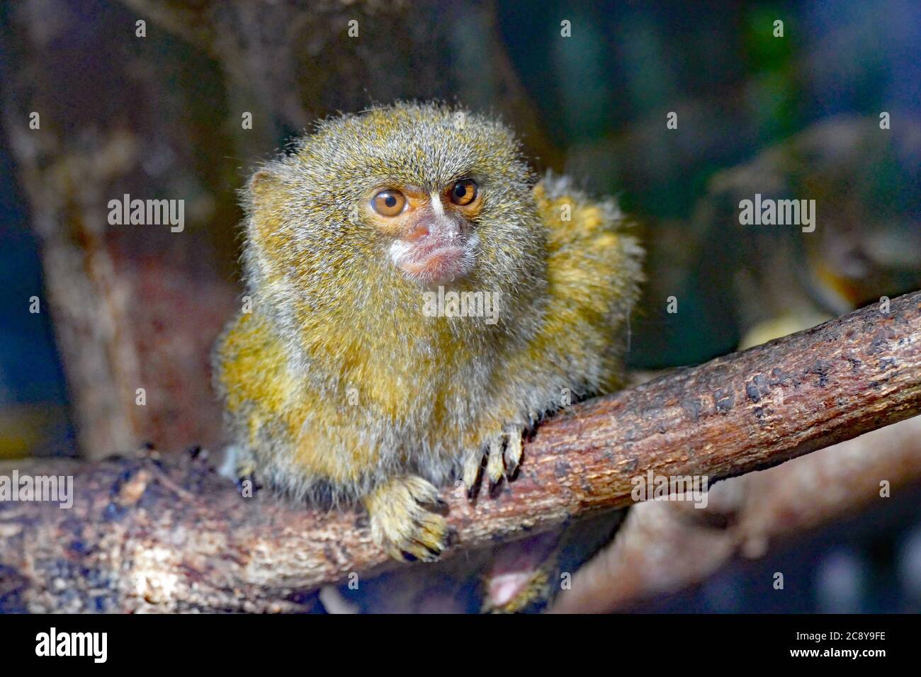 Marmoset south america hi-res stock photography and images - Alamy