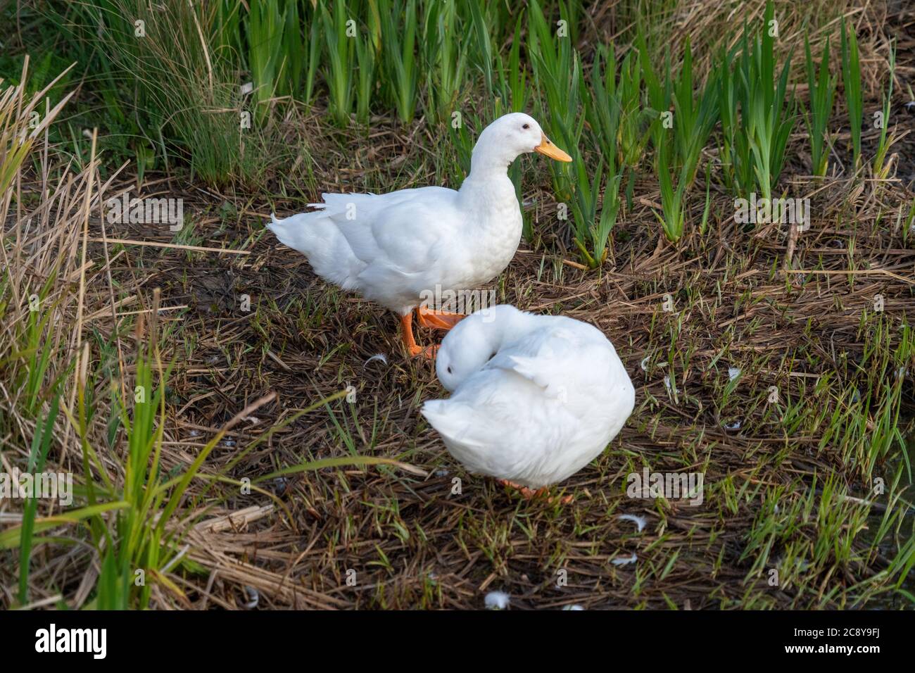Yellow duck webbed feet close up hi-res stock photography and images ...