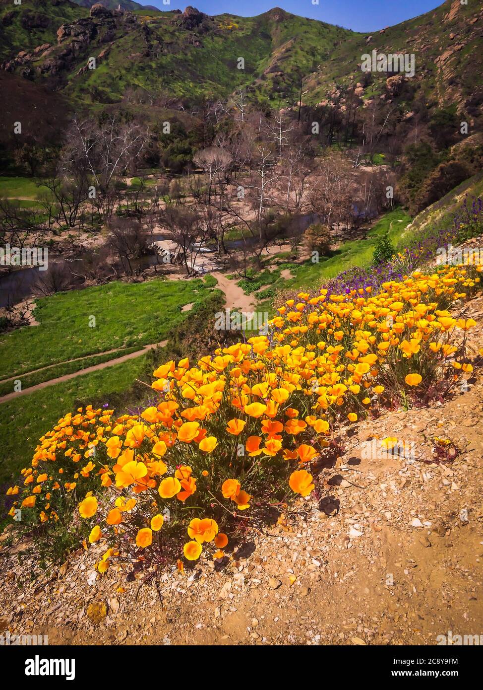 Golden poppies on a hill in Malibu Creek State Park in the Santa Monica ...