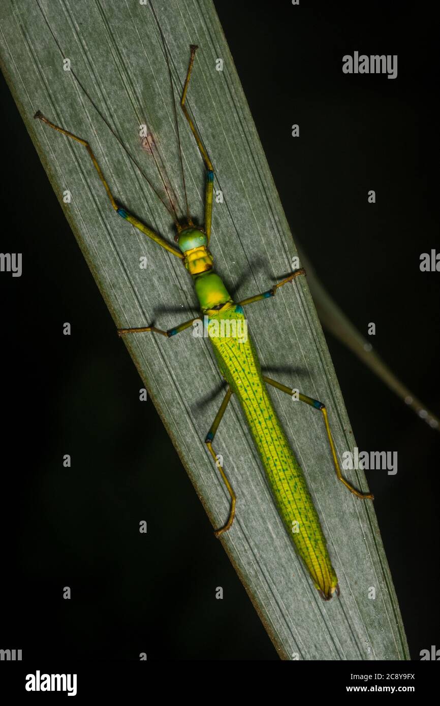 Walking stick insect hi-res stock photography and images - Alamy