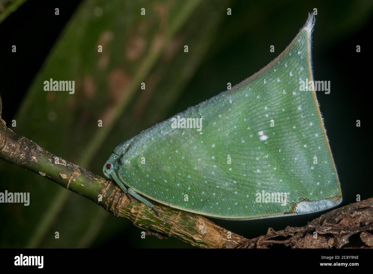 A macro photo of a planthopper in the flatidae family from tropical ...