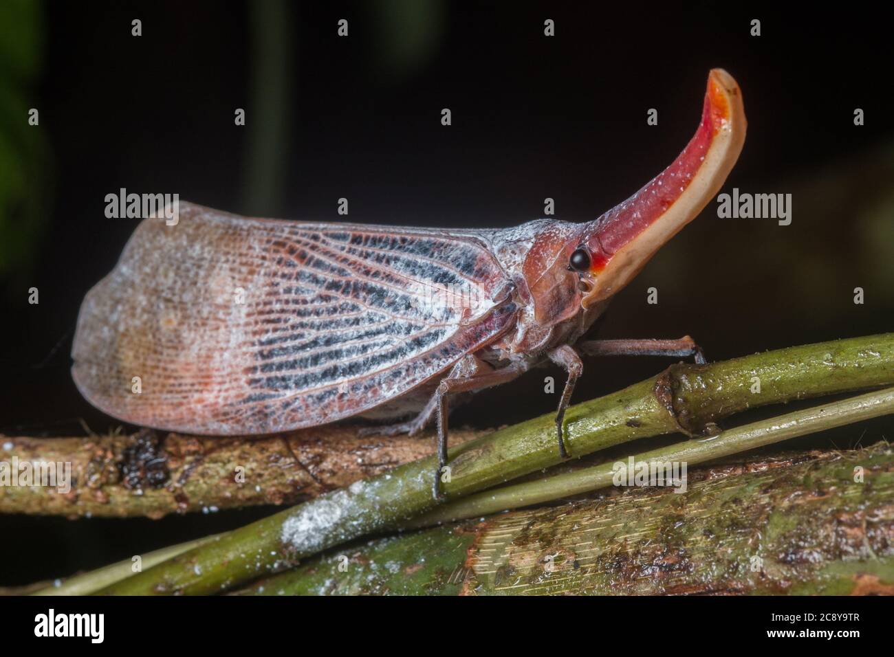 Lantern fly pyrops sultanus hi-res stock photography and images - Alamy
