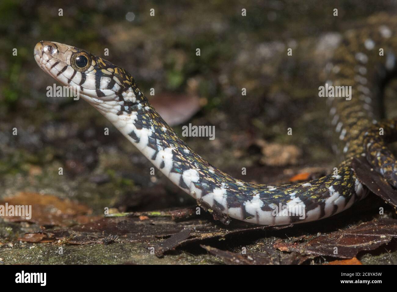 Keelback snake hi-res stock photography and images - Alamy