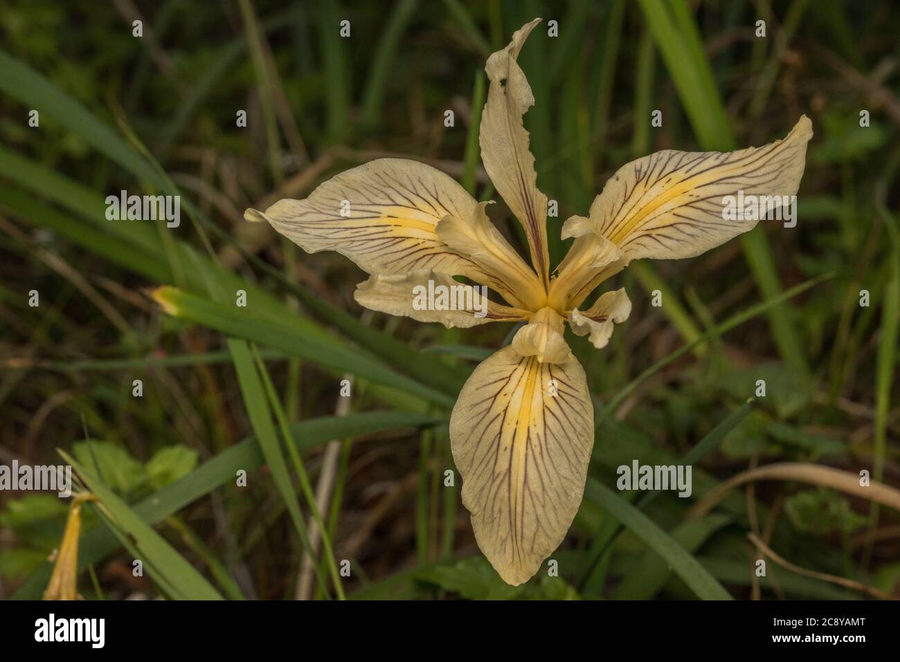 Fernald's Iris (Iris fernaldii) a beautiful flower endemic to the ...