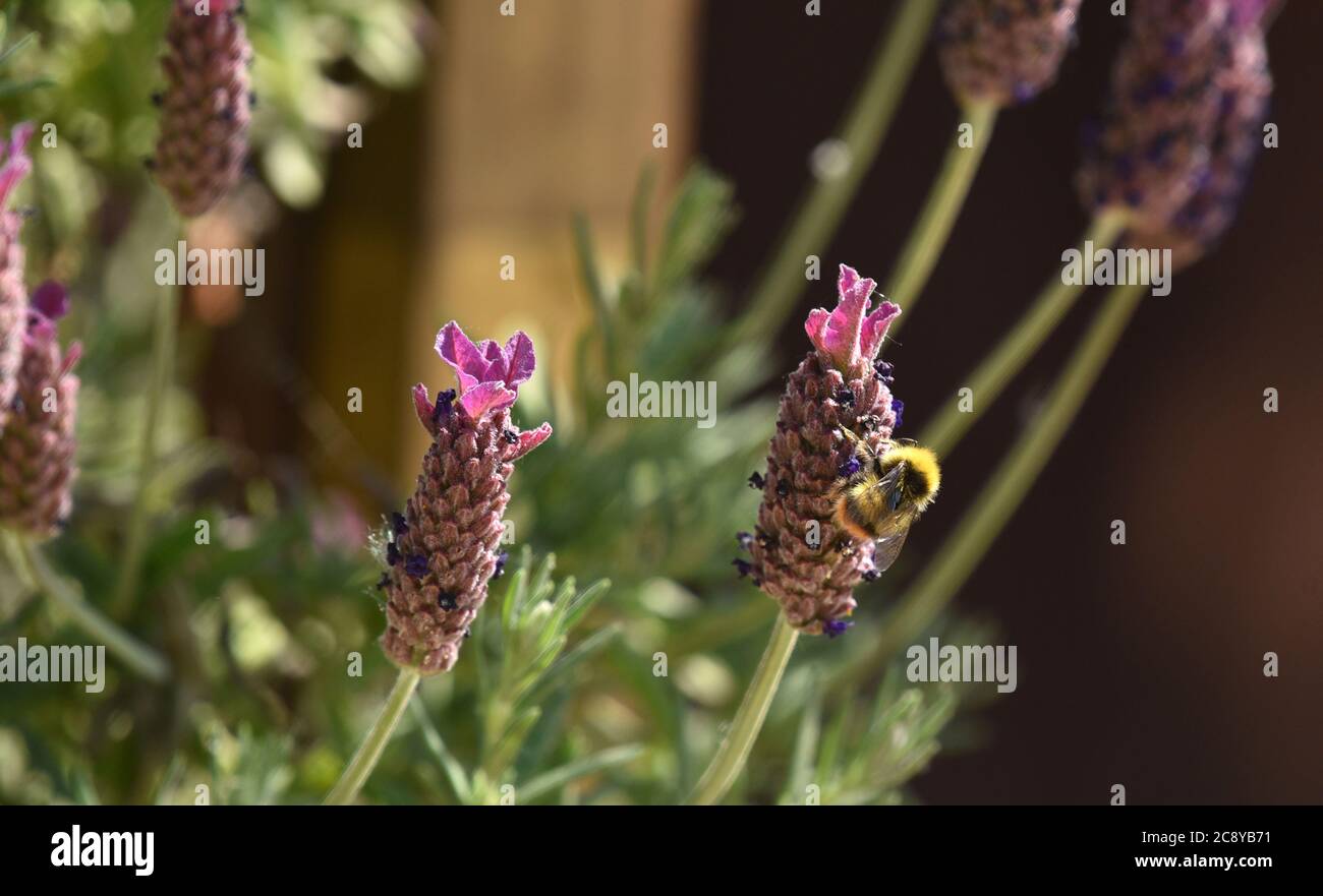 honey bees on feeding lavender flower Stock Photo - Alamy