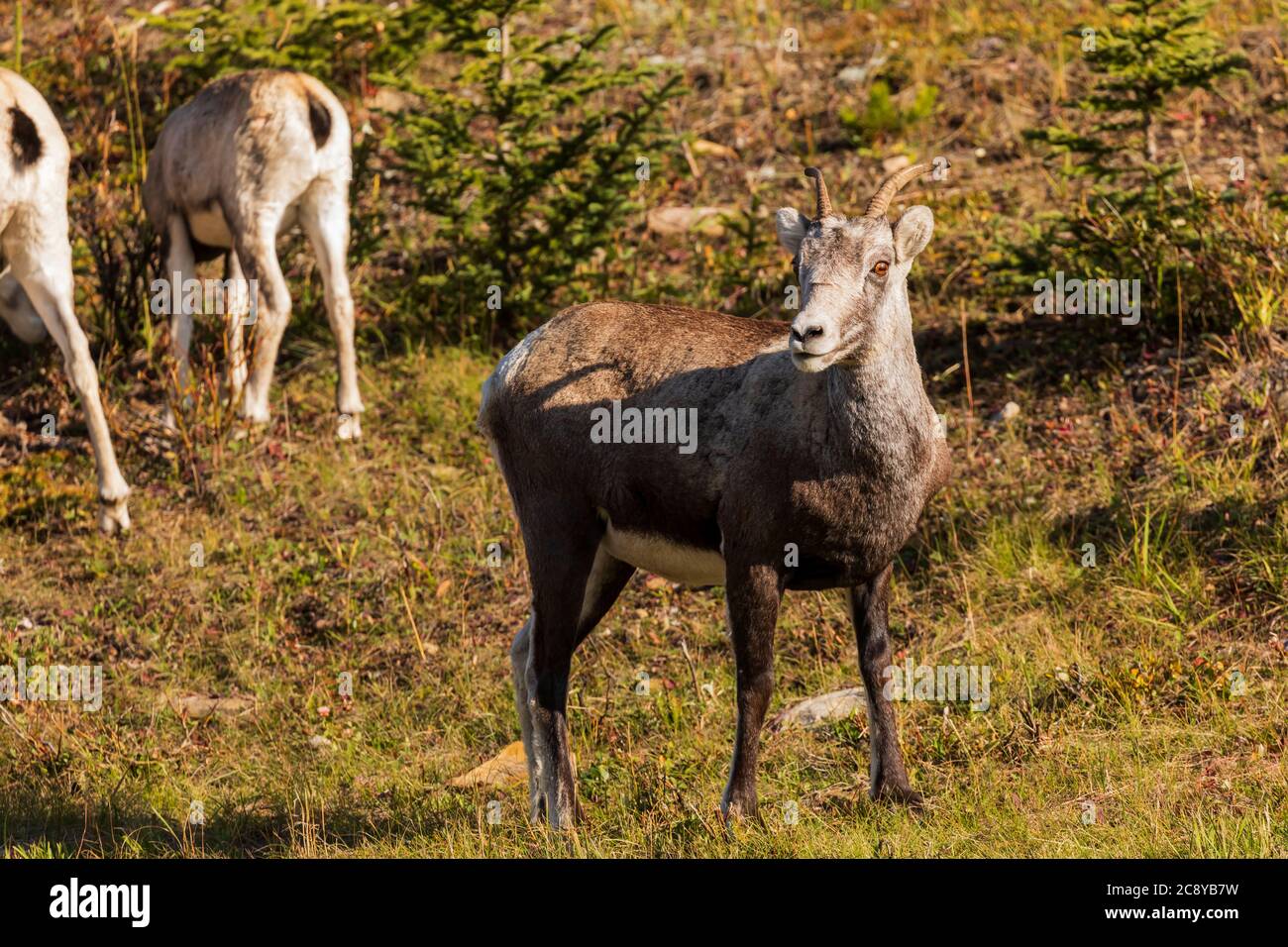 Stone Sheep (Ovis dalli stonei) feeding along the Alaska Highway in ...